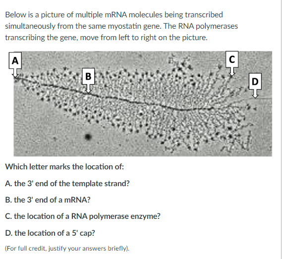 Solved Below is a picture of multiple mRNA molecules being | Chegg.com