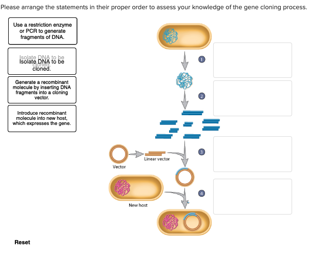 Solved Please arrange the statements in their proper order | Chegg.com