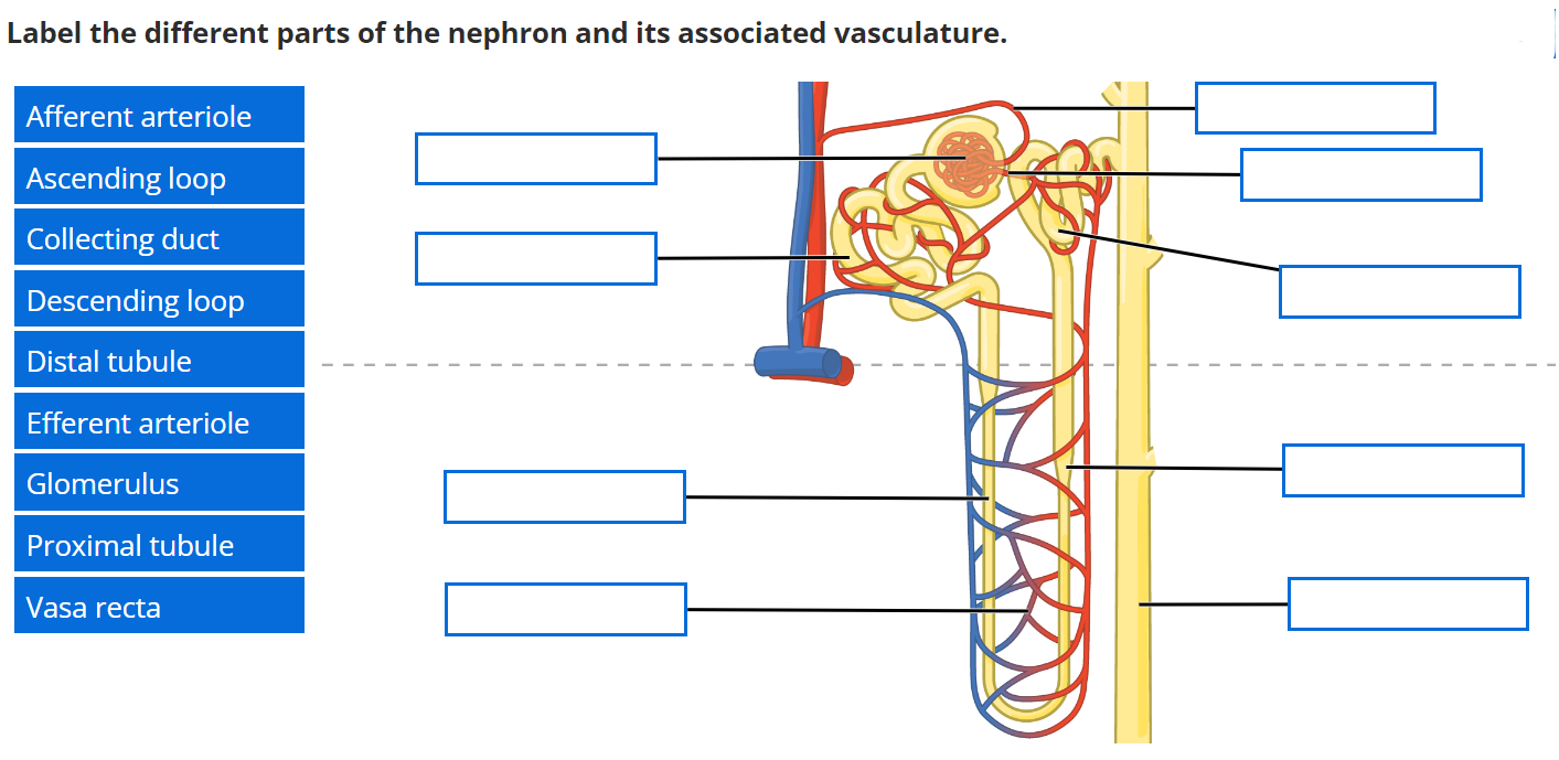 Solved Label the different parts of the nephron and its | Chegg.com