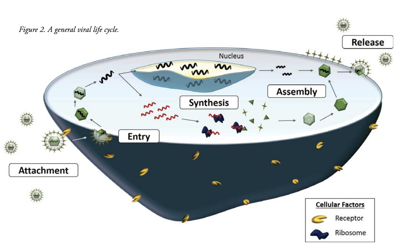 Solved What are the roles of the two cellular factors shown | Chegg.com