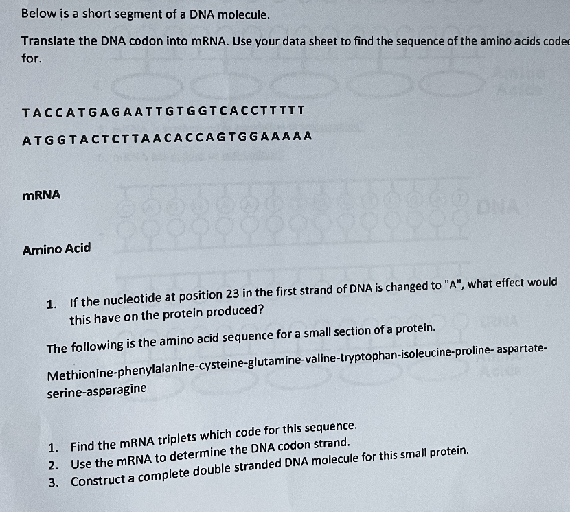 Solved Below is a short segment of a DNA molecule. Translate | Chegg.com