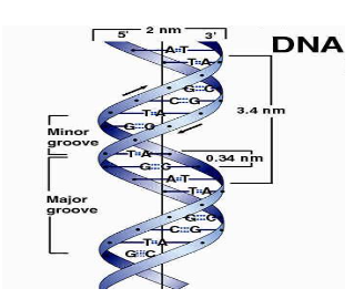 Solved In the model of the double helix of DNA. The helix | Chegg.com