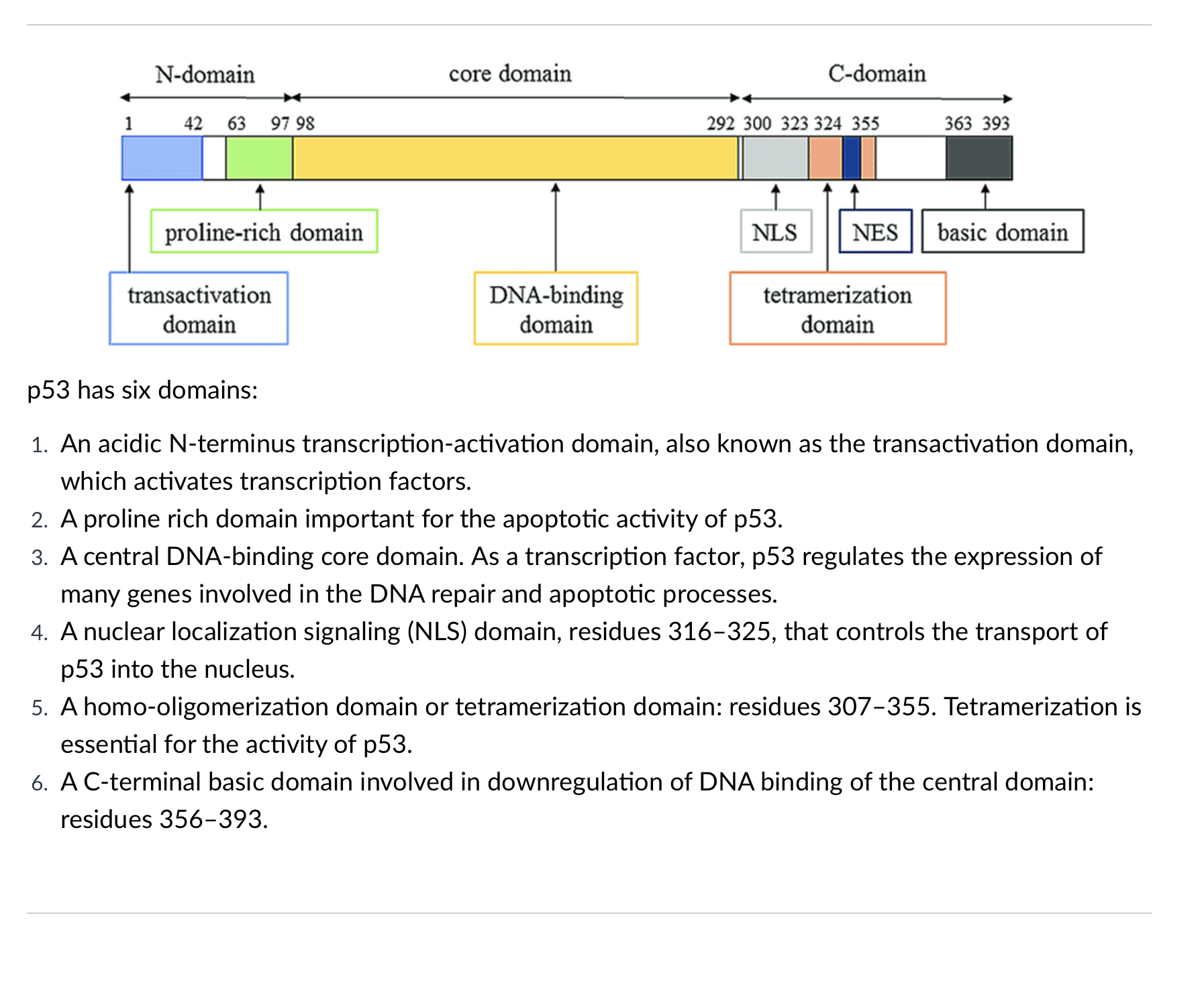Solved p53 has six domains: 1. An acidic N-terminus | Chegg.com