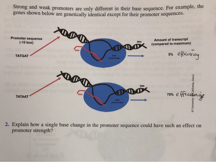 Solved PART 1: PROMOTERS, ACTIVATORS AND REPRESSORS o | Chegg.com