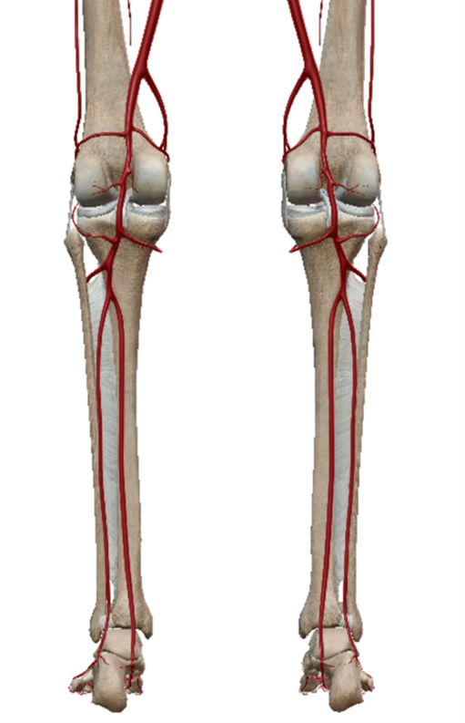 Solved Label Arteries of the lower leg (posterior | Chegg.com