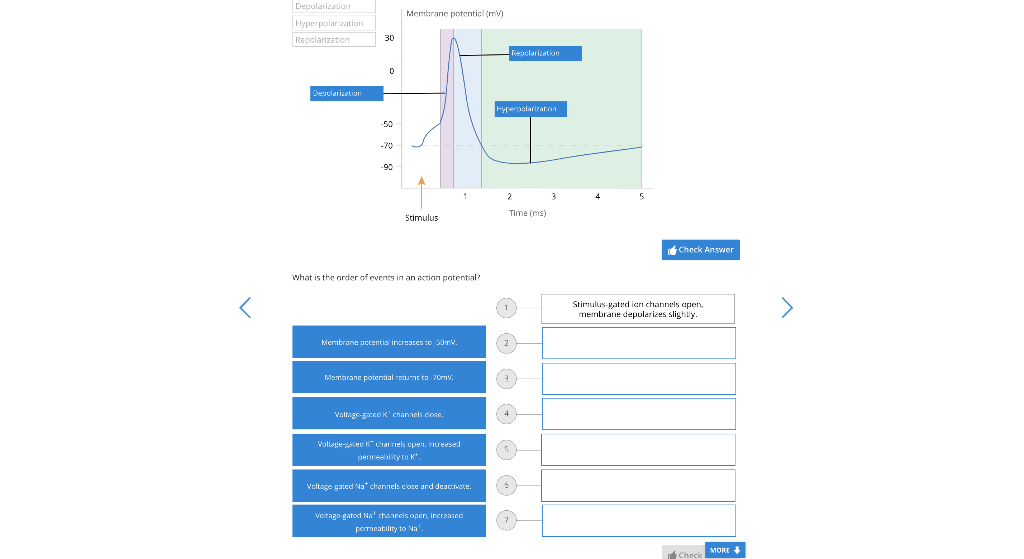 Solved Membrane potential MV] Depolarization | Chegg.com