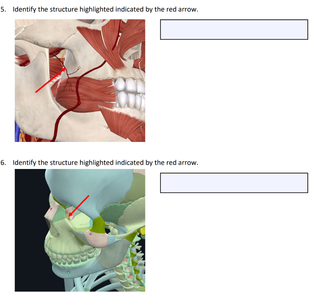 Solved Identify the structure highlighted indicated by the | Chegg.com Solved Identify the structure highlighted indicated by the | Chegg.com