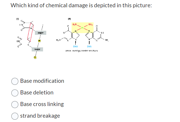 Solved Which kind of chemical damage is depicted in this | Chegg.com