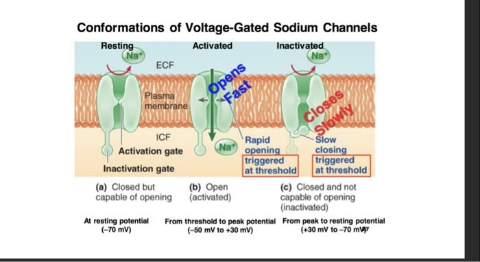 Solved Excitatory presynaptic inputs (a) No (b)Temporal (c) | Chegg.com