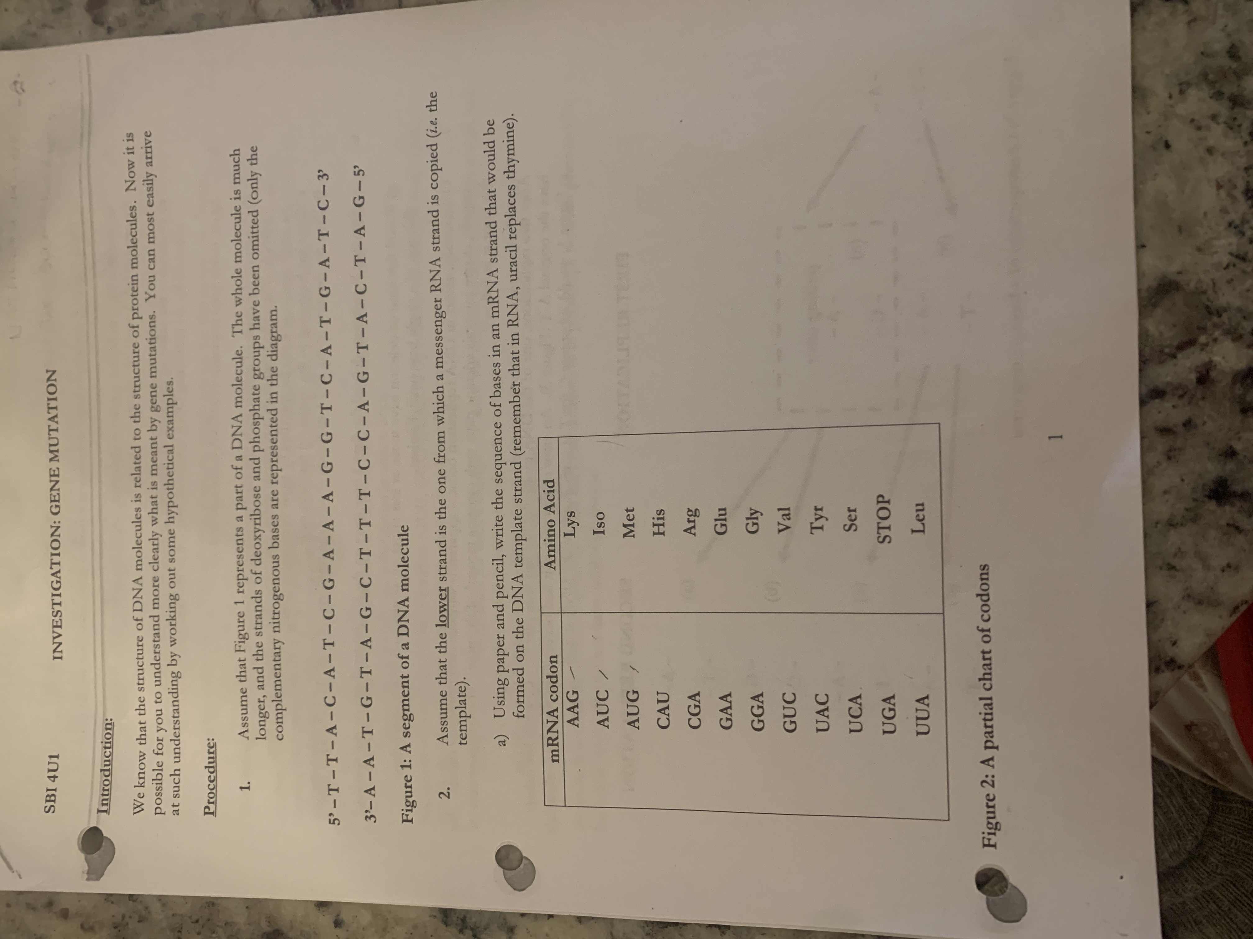 Solved Introduction:We know that the structure of DNA | Chegg.com