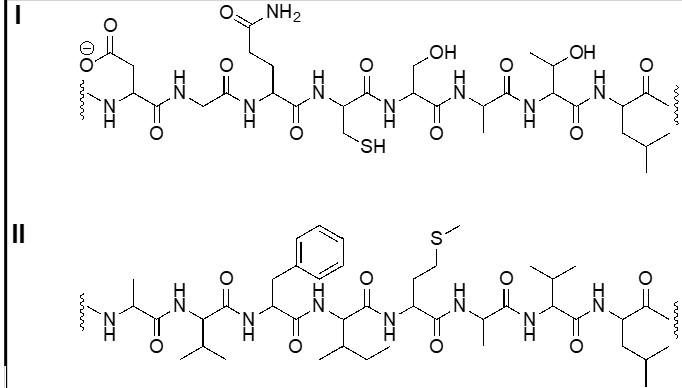 Solved Two short peptide sequences (I and II) are shown | Chegg.com