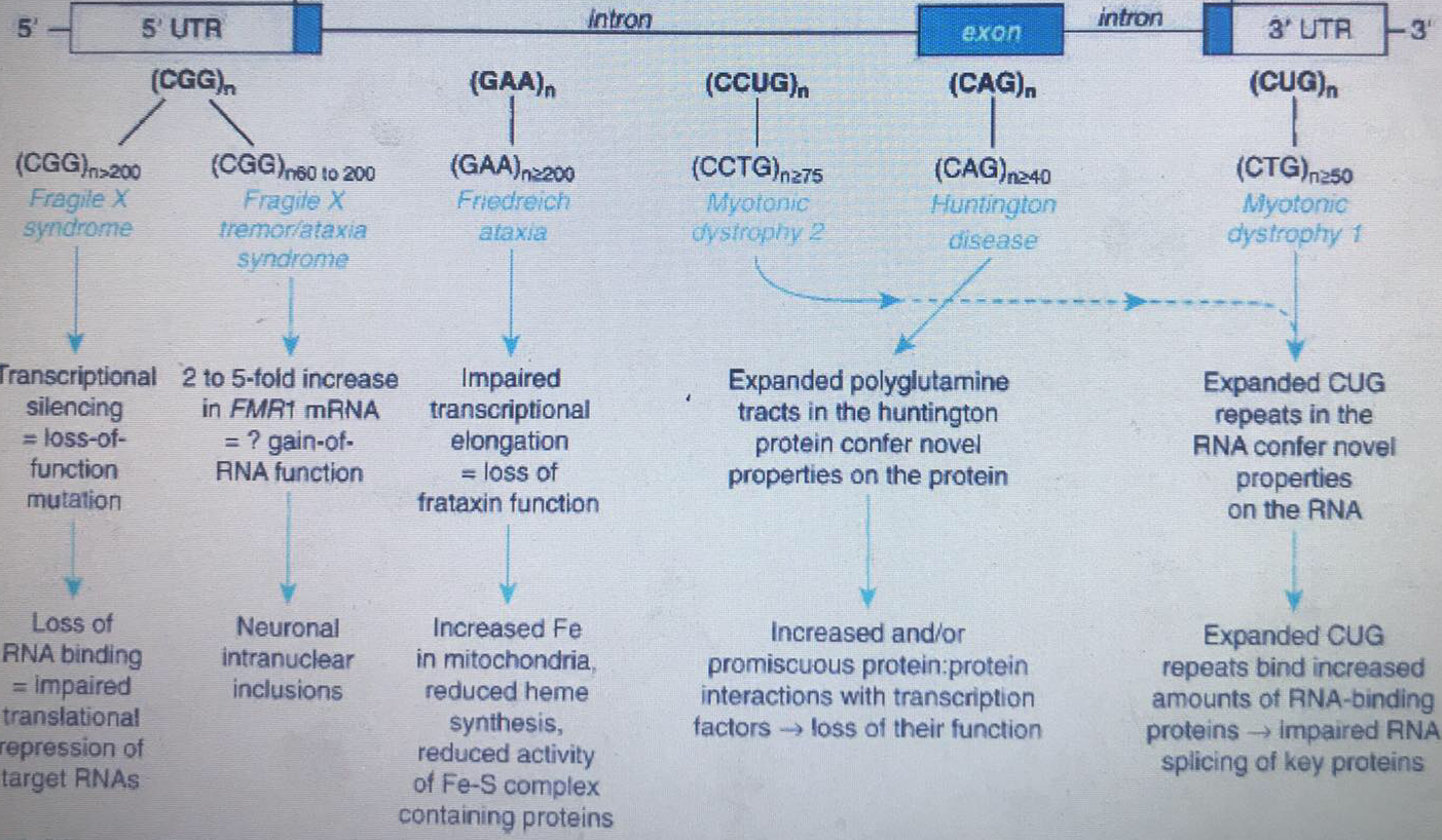 Solved 5 5 UTR Intron intron exon 3' UTA 3 (CGG), (GAA), | Chegg.com