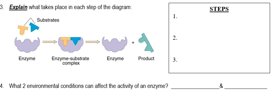 Solved 3. Explain what takes place in each step of the | Chegg.com