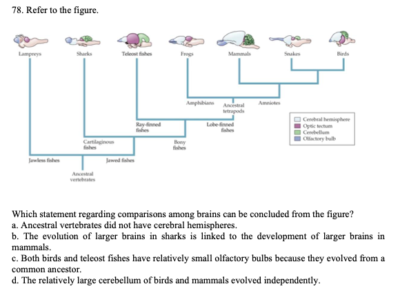 Solved 78. Refer to the figure. Lampreys Sharks Teleost | Chegg.com