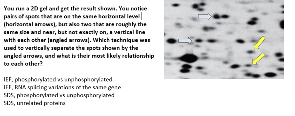 Solved You run a 2D gel and get the result shown. You notice | Chegg.com