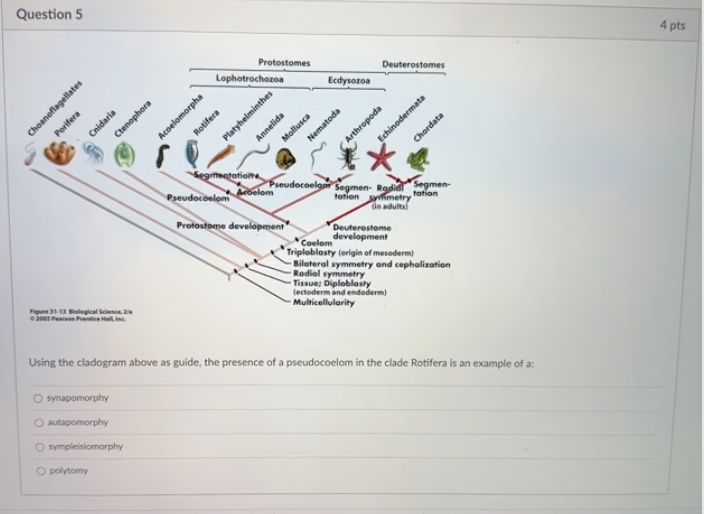 Solved Using the cladogram above as guide, the presence of a | Chegg.com