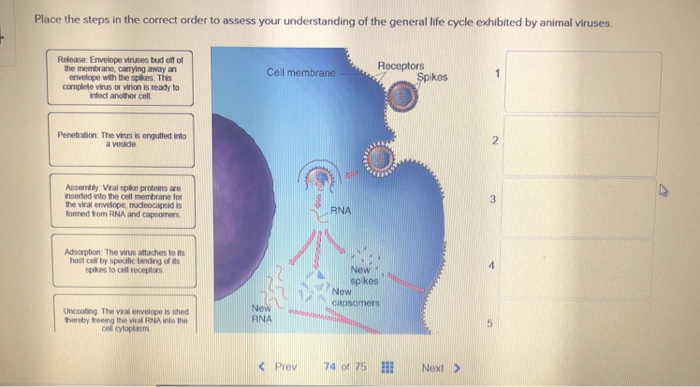 Solved Place the steps in the correct order to assess your | Chegg.com