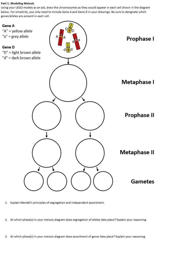 Solved Part 1. Modeling Meiosis Using your LEGO models as an | Chegg.com