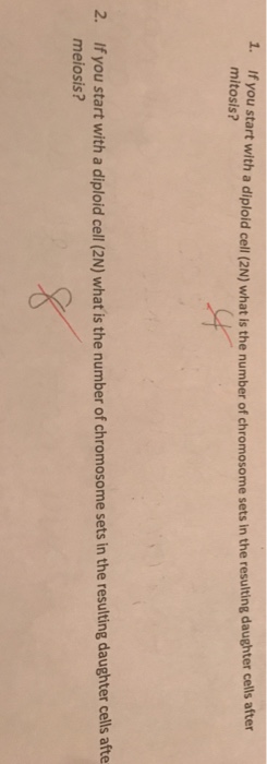 Solved you start with a diploid cell (2N) what is the number | Chegg.com