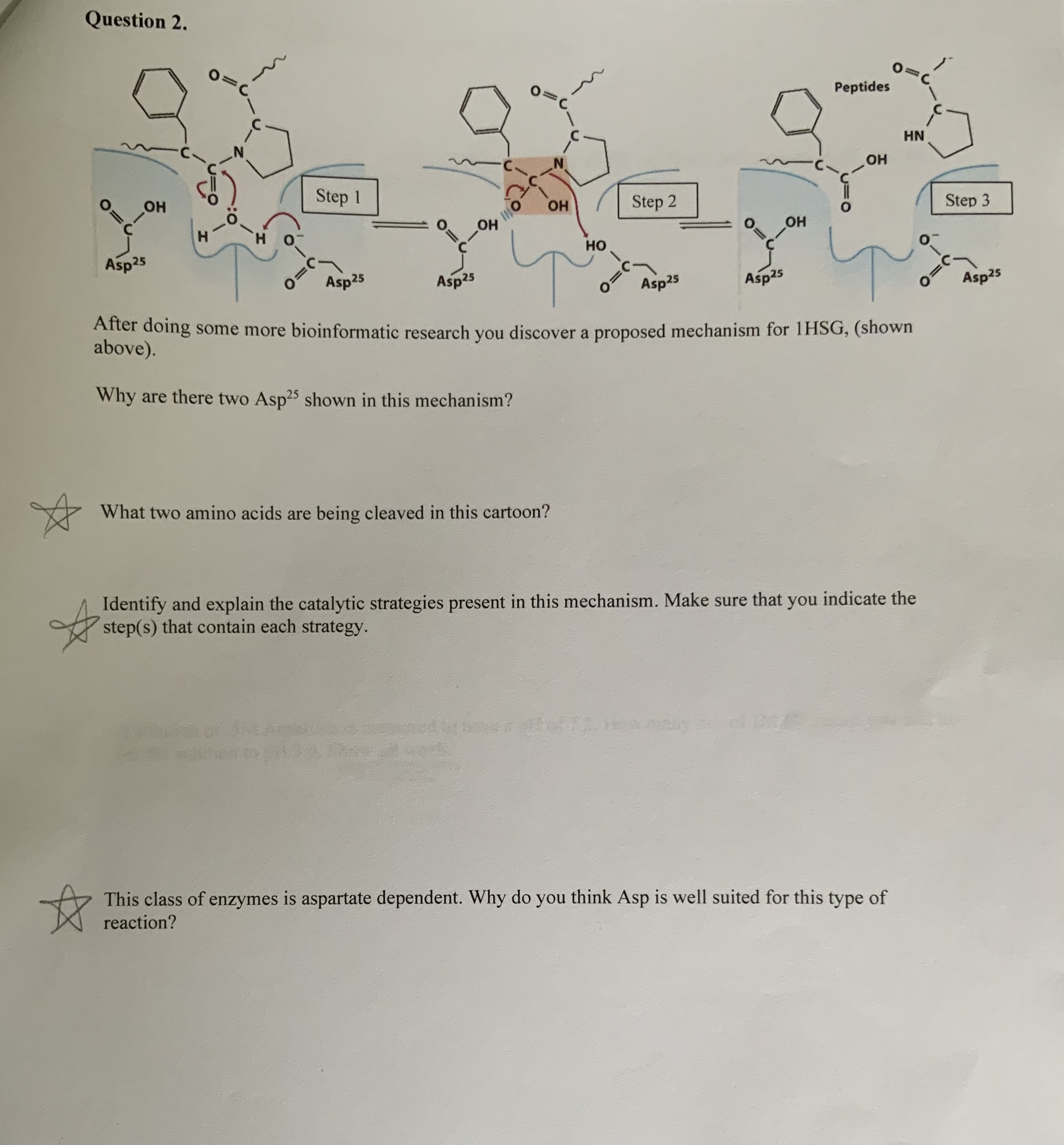 Solved Question 2. After doing some more bioinformatic | Chegg.com