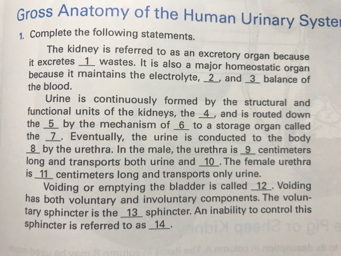 Solved Gross Anatomy of the Human Urinary Syste 1, Complete | Chegg.com
