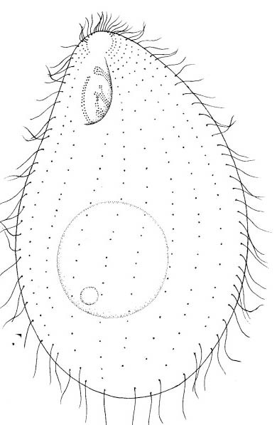 Simple Cytoskeleton Drawing
