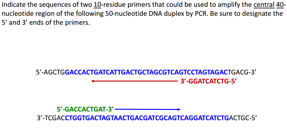 Solved How to determine the sequence of the two primers. It | Chegg.com