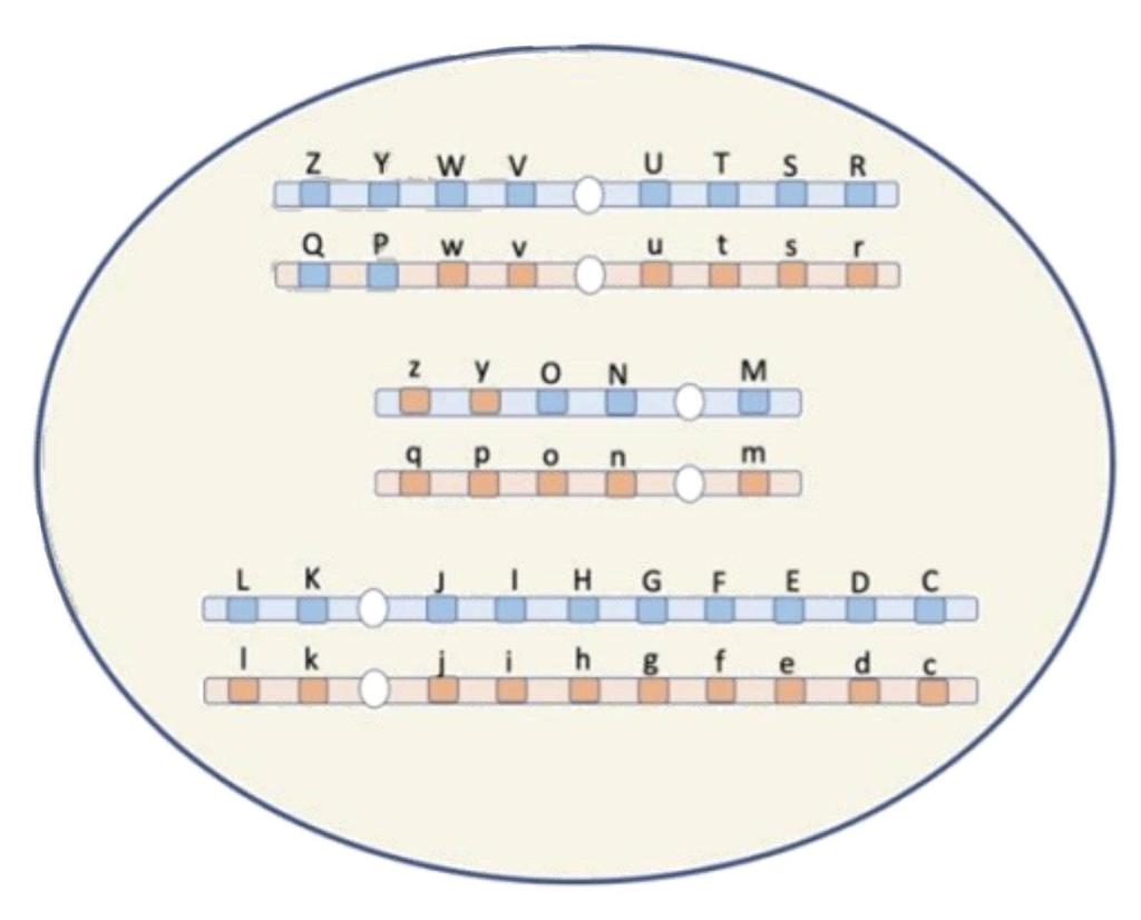 Solved What specific chromosomal mutations occurred in this | Chegg.com