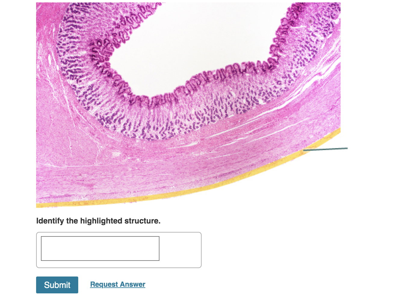 Solved Identify the highlighted structure. Submit Request | Chegg.com