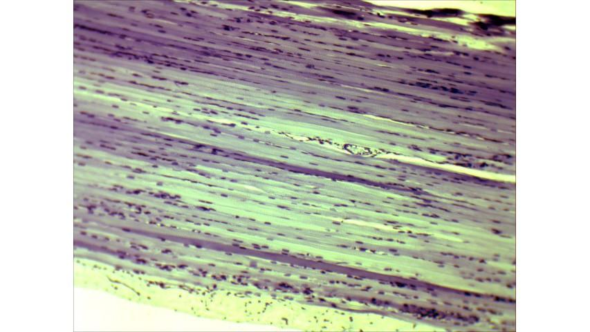 Solved I need help labeling the best magnification that | Chegg.com