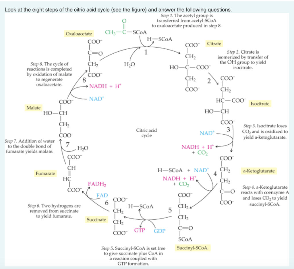 Solved Look at the eight steps of the citric acid cycle (see | Chegg.com