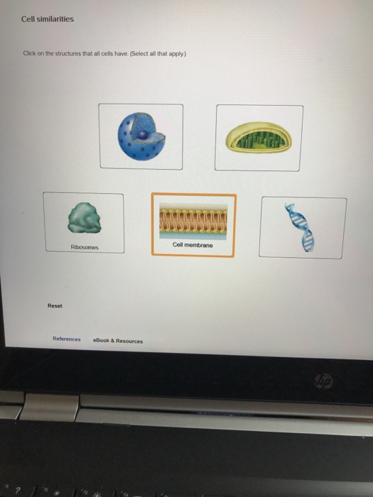 Solved Cell similarities Click on the structures that all | Chegg.com