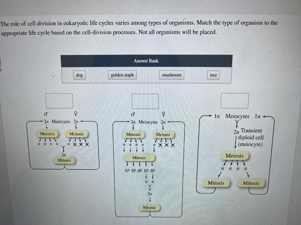 Solved The role of cell division in eukaryotic life cycles | Chegg.com