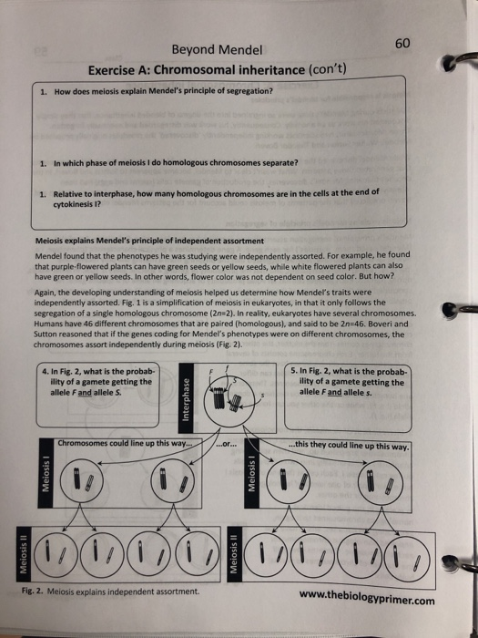 Solved 60 Beyond Mendel Exercise A: Chromosomal inheritance | Chegg.com
