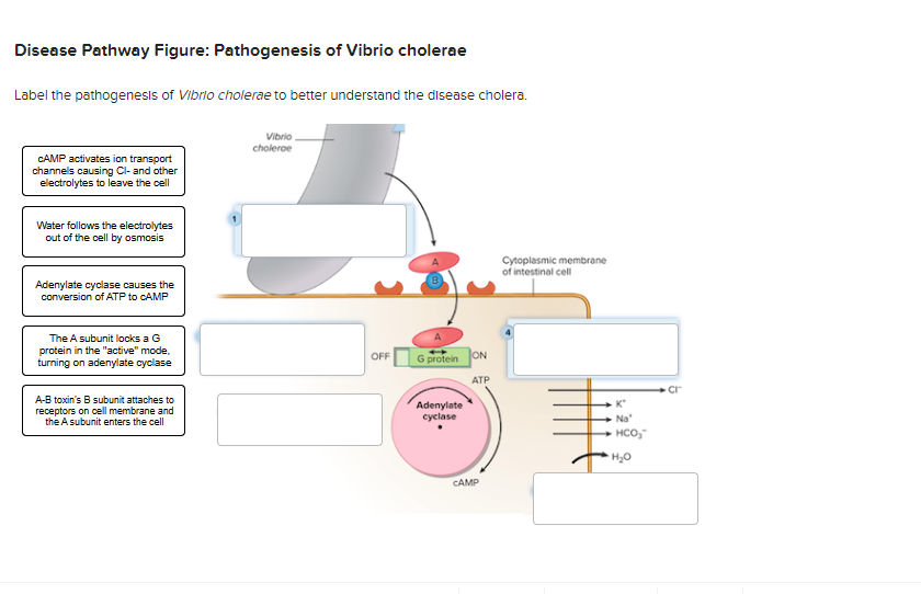 Disease Pathway Figure: Pathogenesis of Vibrio | Chegg.com