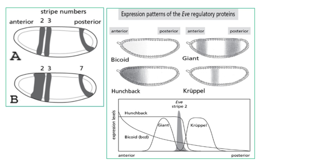 Solved Expression of Eve stripe 2 in Drosophila is shown: | Chegg.com