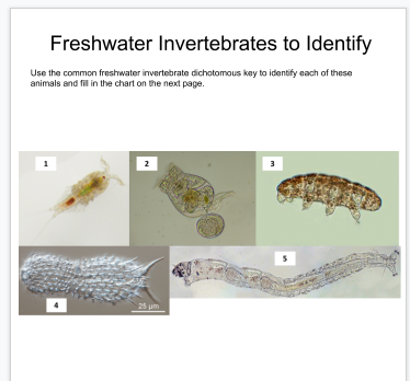 Solved Freshwater Invertebrates to identify Use the common | Chegg.com