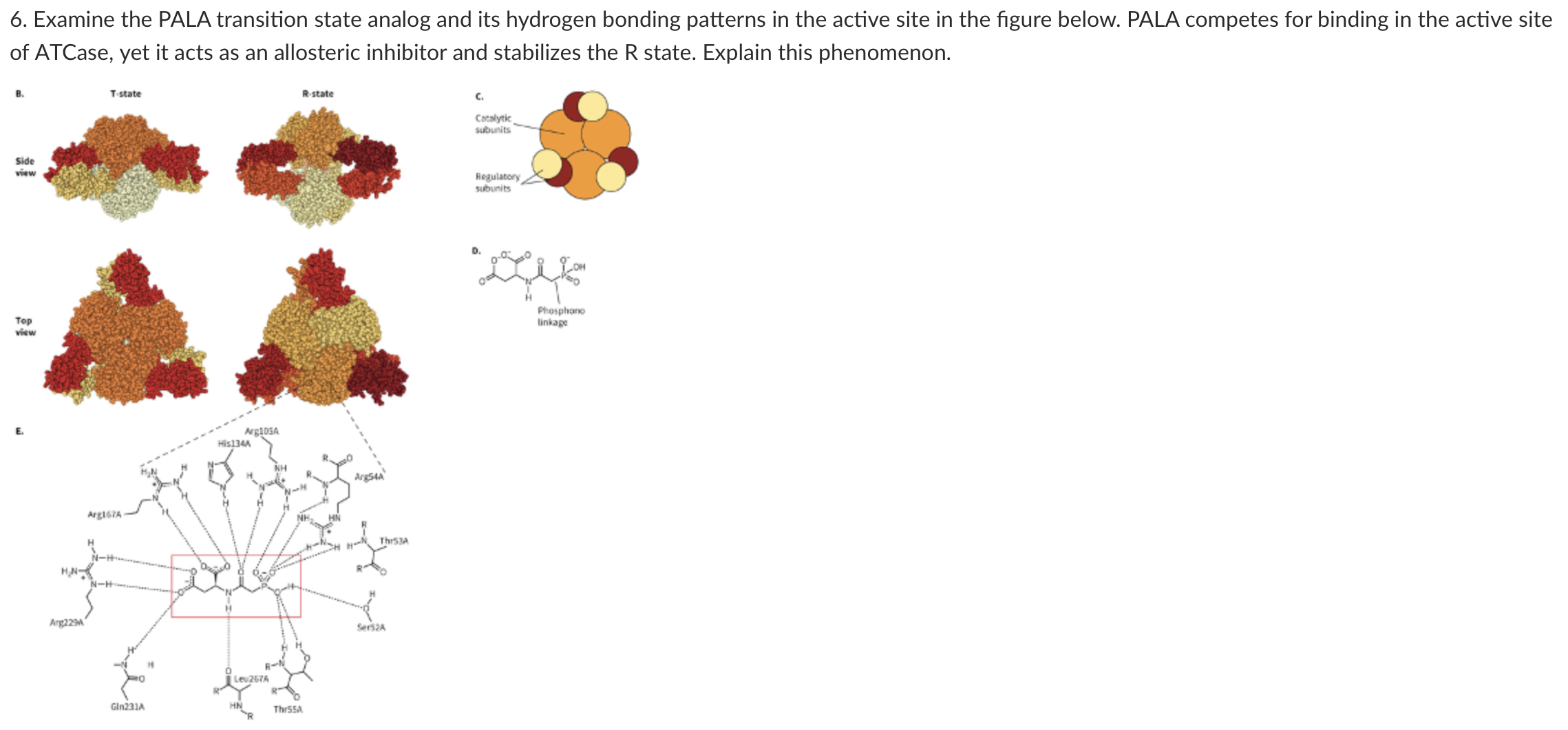 Solved Examine the PALA transition state analog and its | Chegg.com
