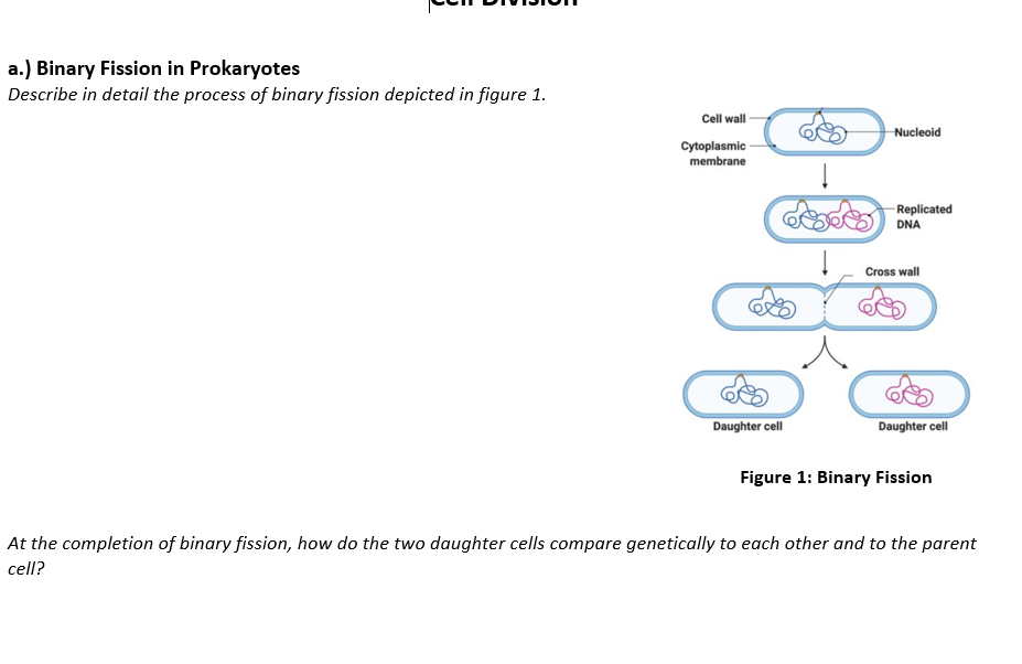 Solved a.) Binary Fission in Prokaryotes Describe in detail | Chegg.com