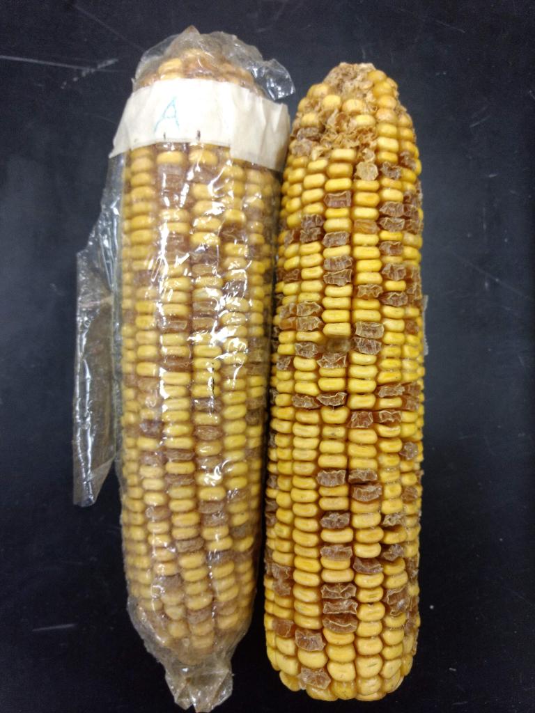 Solved Count 100 kernels on each of the different types of | Chegg.com