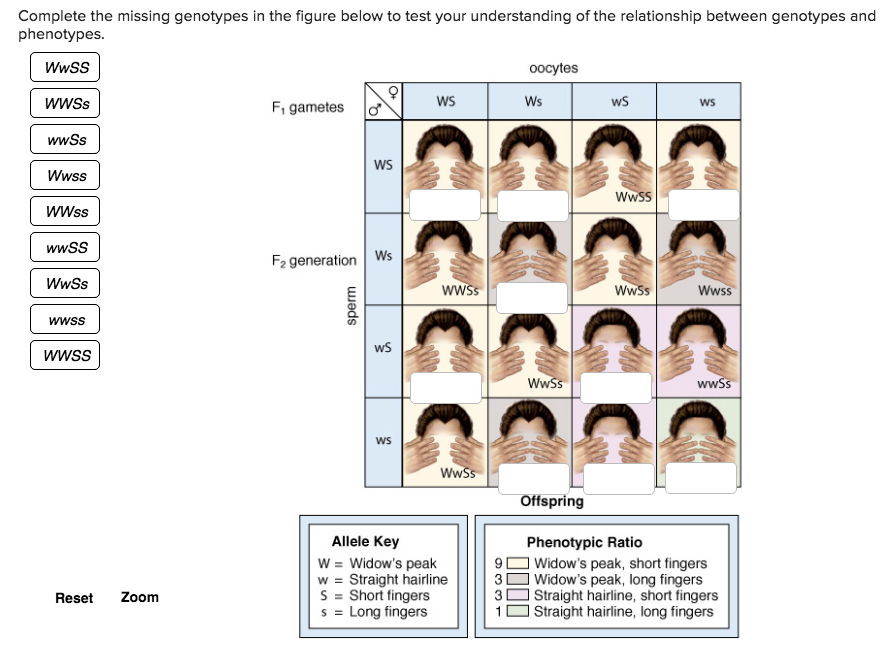 Solved Complete the missing genotypes in the figure below to | Chegg.com