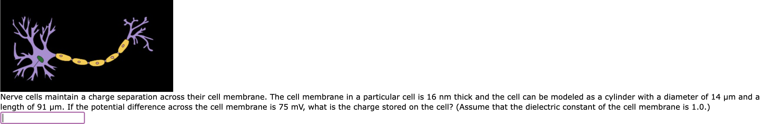 Solved Nerve cells maintain a charge separation across their | Chegg.com