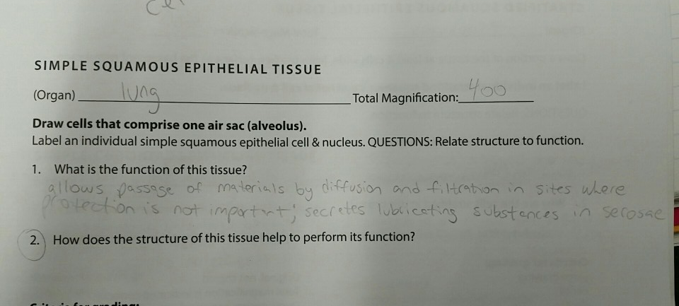 Solved SIMPLE SQUAMOUS EPITHELIAL TISSUE Organ) Draw cells | Chegg.com