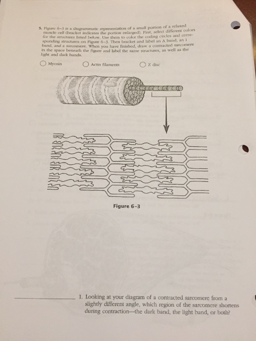 Solved S. Pigure 6-3 is a diagrammatic representation of a | Chegg.com