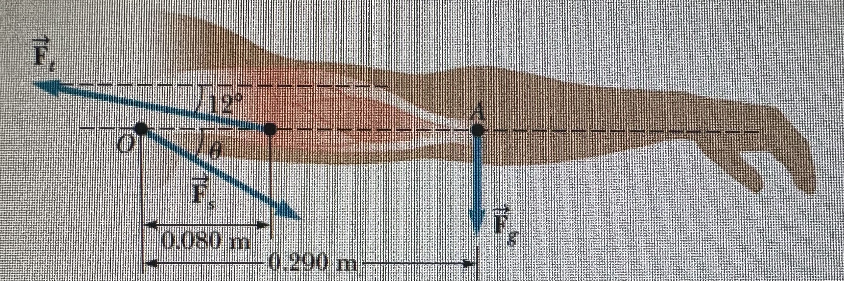 Solved The arm in the figure below weighs 35.7 ﻿N. ﻿The | Chegg.com