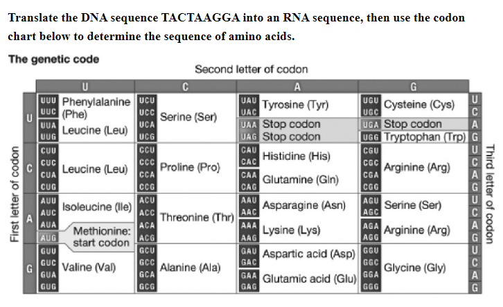 Solved UCC Serine (Ser) Translate the DNA sequence TACTAAGGA | Chegg.com