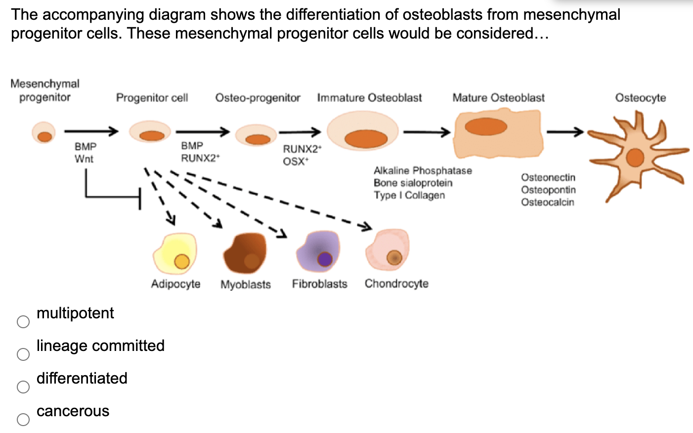 Solved The accompanying diagram shows the differentiation of | Chegg.com