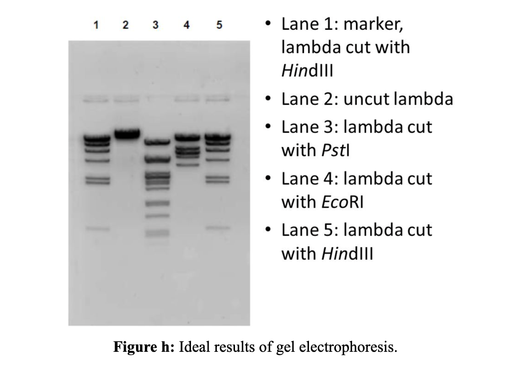 Solved Discuss the results of the restriction digestion and | Chegg.com