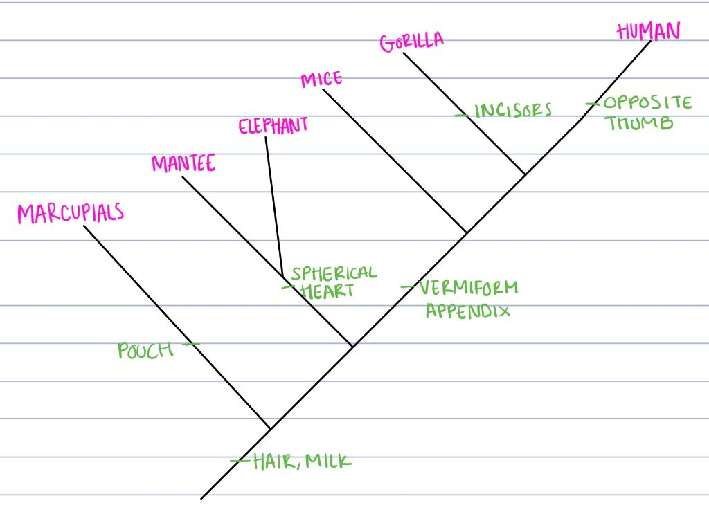 Solved + 5. Pouch 6. Hair, milk 1. 2. Spherical Continuously | Chegg.com