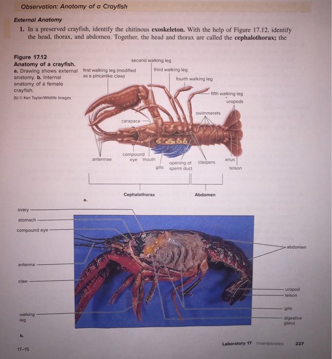Crustacean Form And Function Of Internal Features